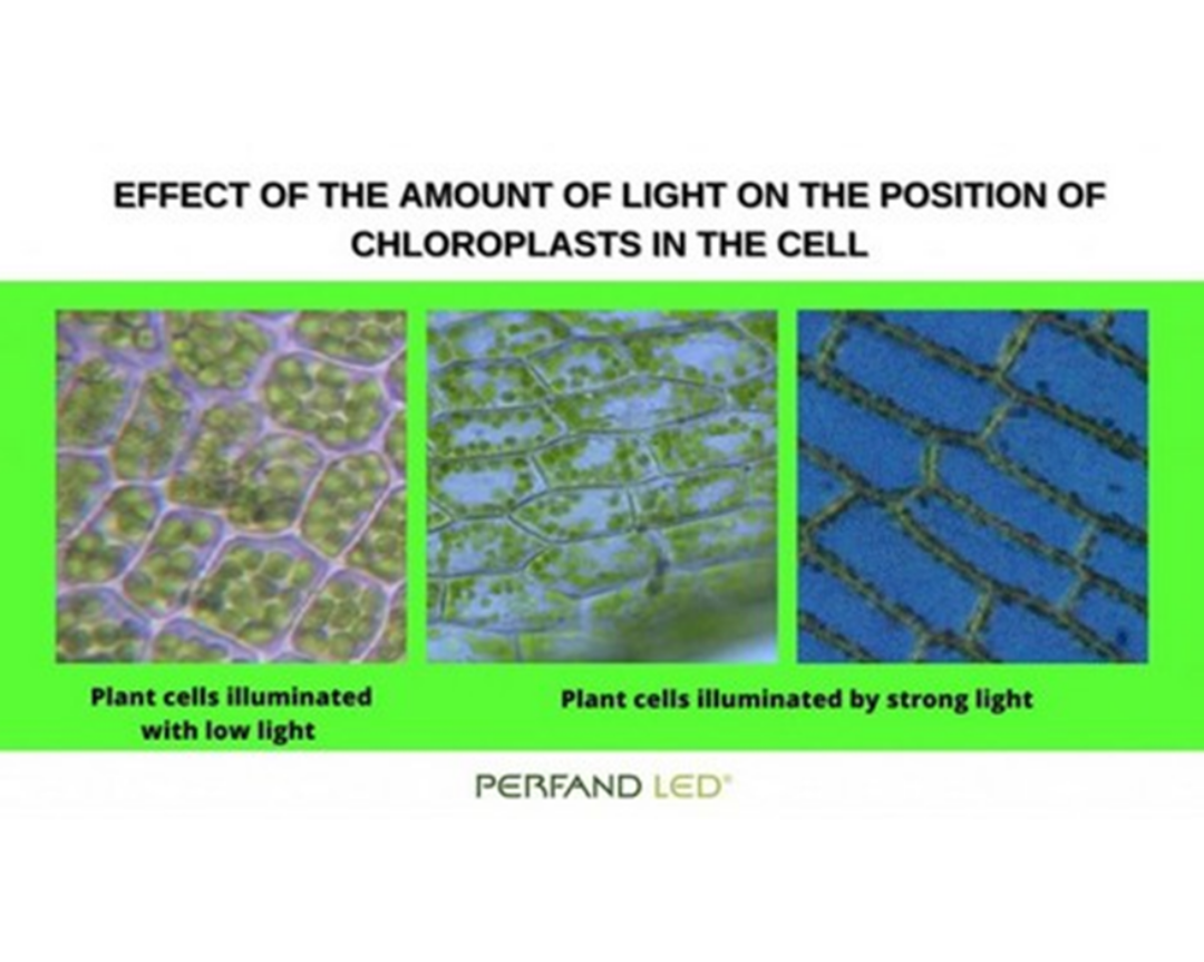 A More Natural Form Of Artificial Lighting With An LED Pulse Technology ...