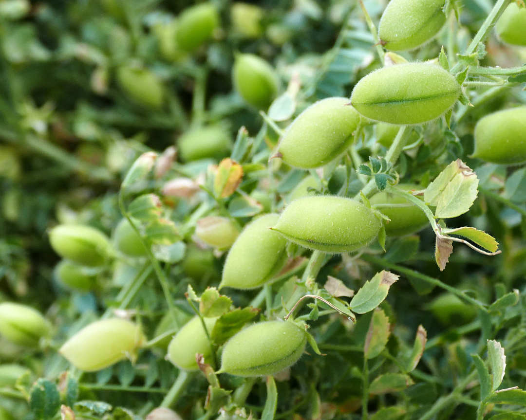 Türkiye'den Haberler | Tarım Postası